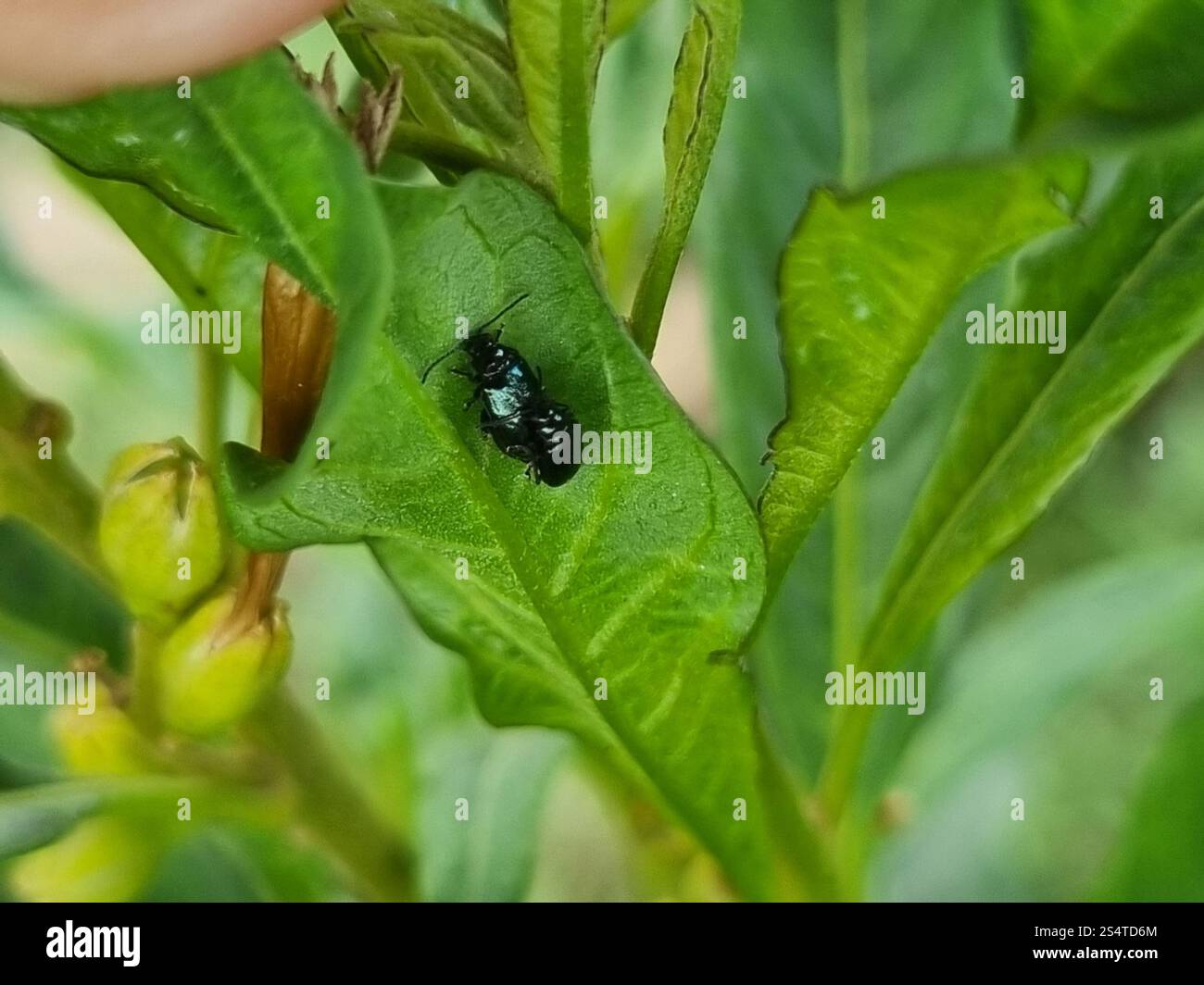 Flea Beetles (Alticini Stock Photo - Alamy