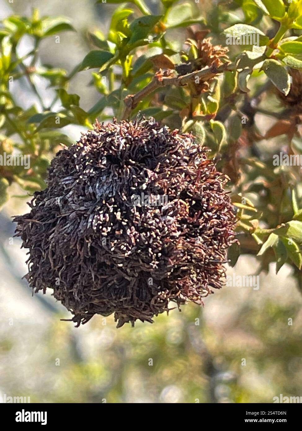 Large Creosote Gall Midge (Asphondylia auripila Stock Photo - Alamy