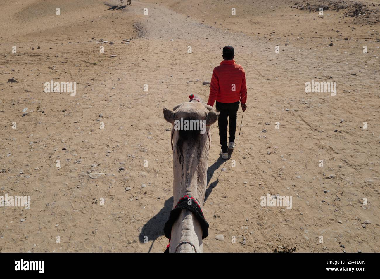 Around Metro-Cairo, Egypt along the river Nile, featuring camels ...