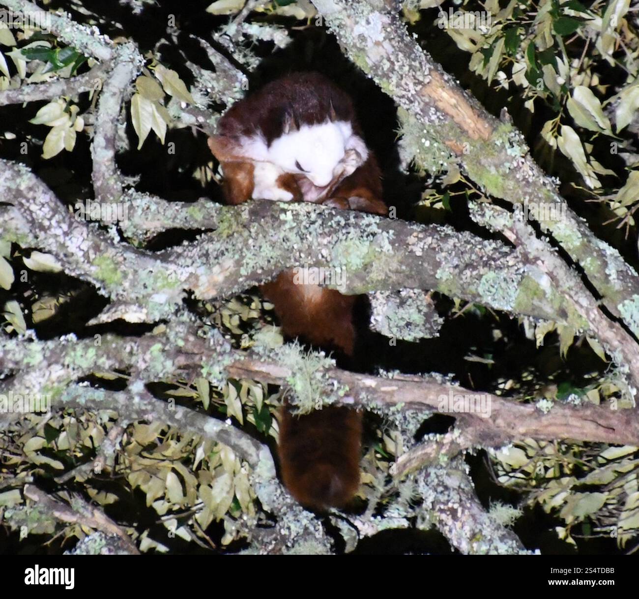 Taiwan Red-and-white Giant Flying Squirrel (Petaurista lena Stock Photo ...