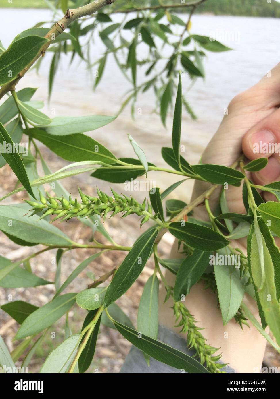 hybrid crack willow (Salix × fragilis Stock Photo - Alamy