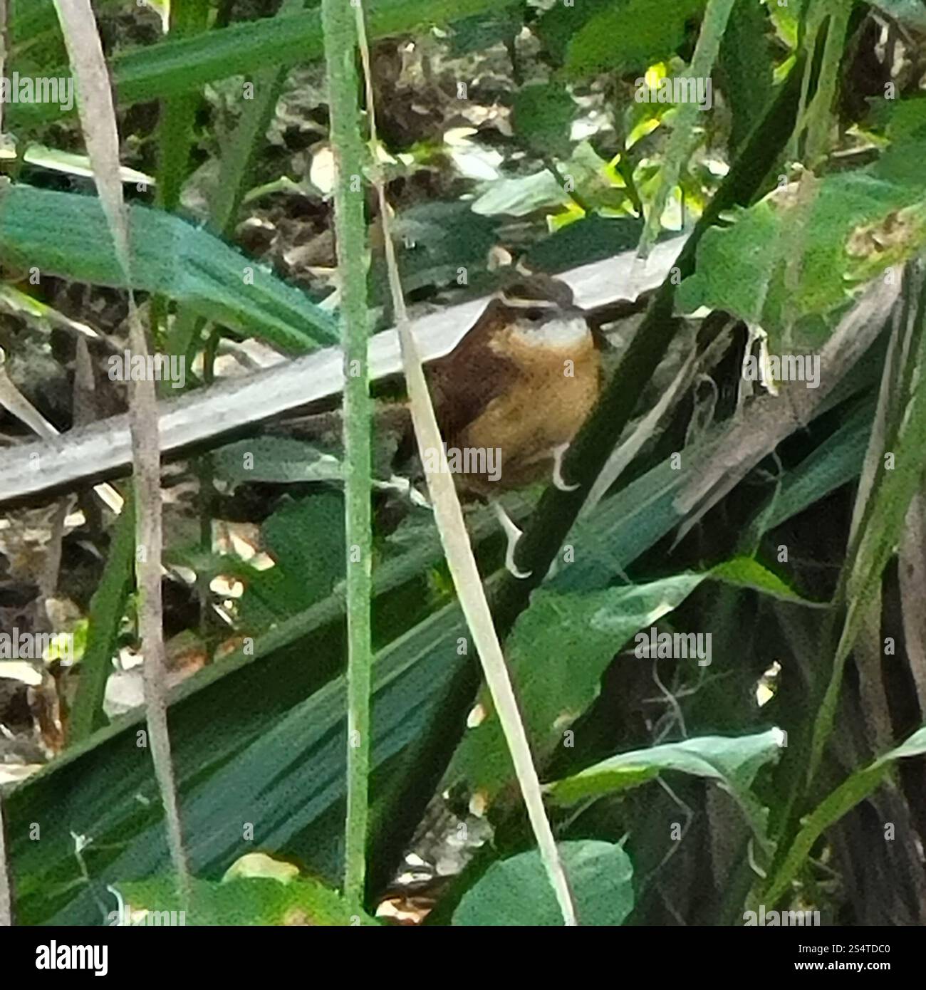 Carolina Wren (Thryothorus ludovicianus Stock Photo - Alamy