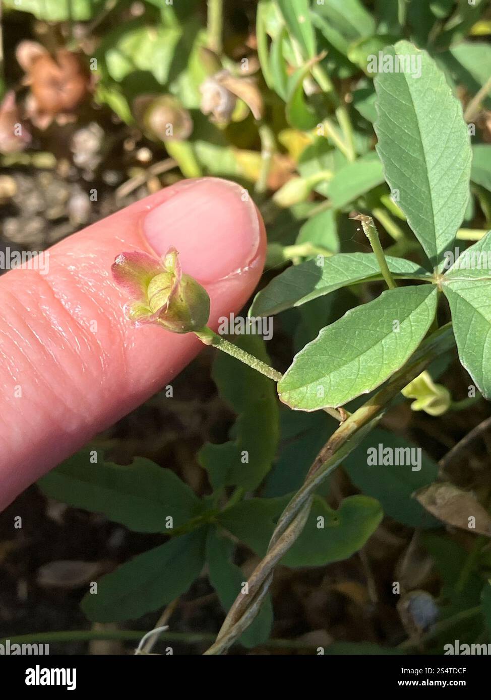 Rock Rosemary (Distimake quinquefolius Stock Photo - Alamy