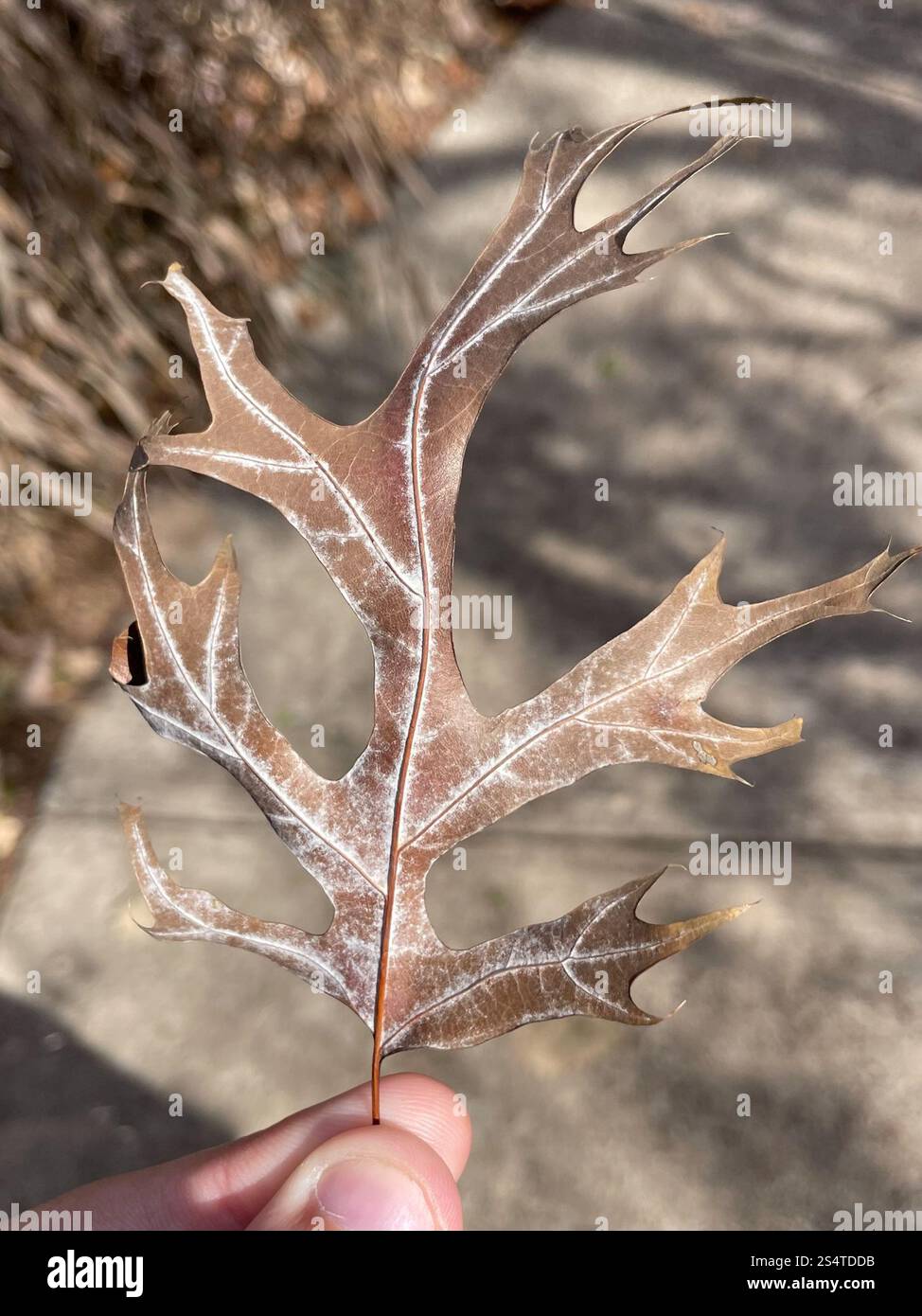 Phyllactinia hi-res stock photography and images - Alamy