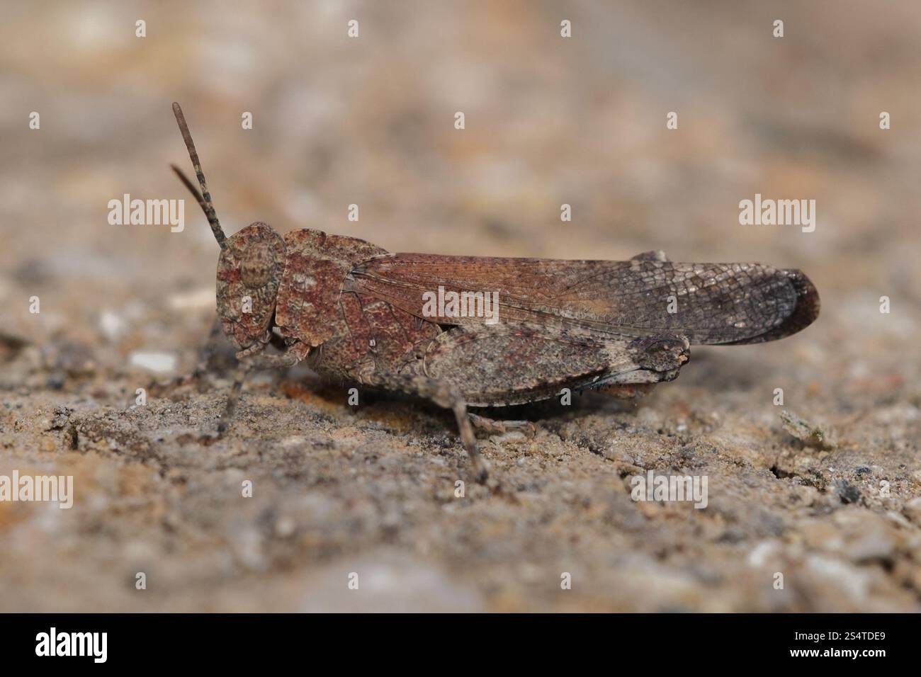 trailside grasshopper (Lactista gibbosus Stock Photo - Alamy