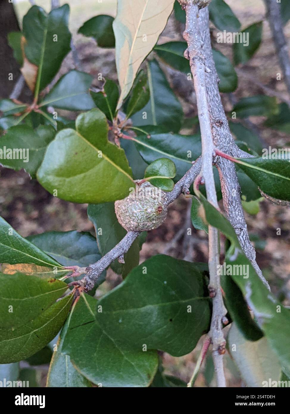 Southern Live Oak Stem Gall Wasp (Callirhytis quercusbatatoides Stock ...