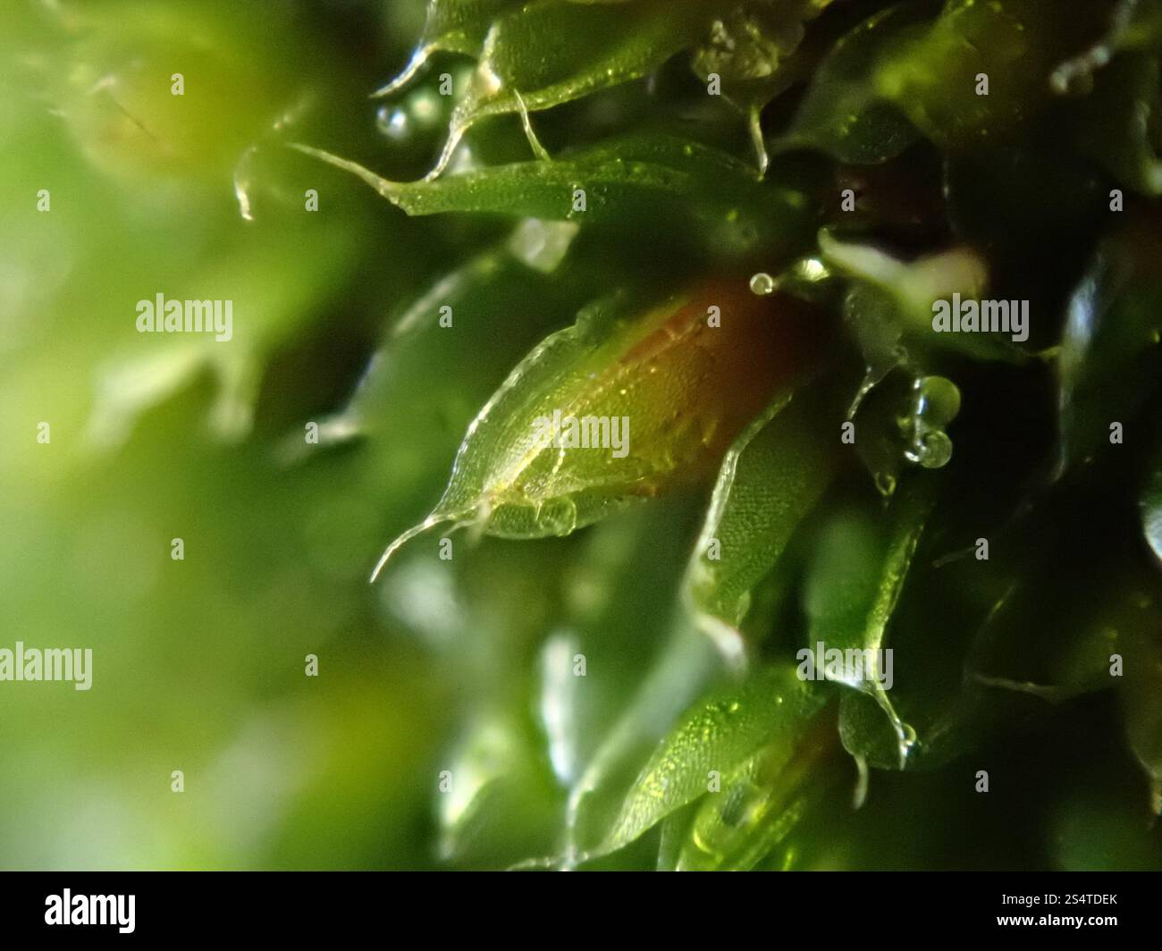 Capillary Thread-moss (Ptychostomum capillare Stock Photo - Alamy