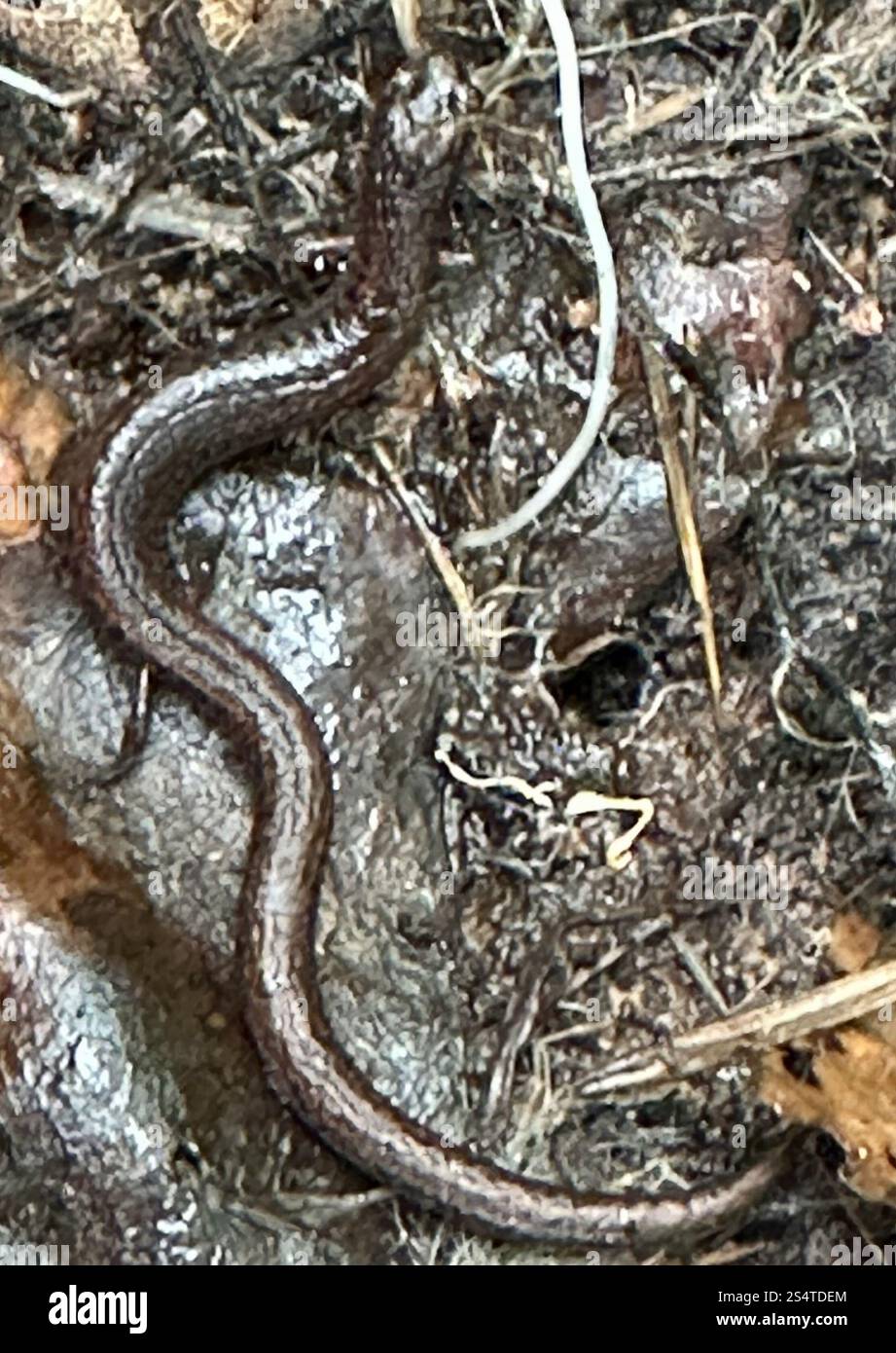 California Slender Salamander (Batrachoseps attenuatus Stock Photo - Alamy