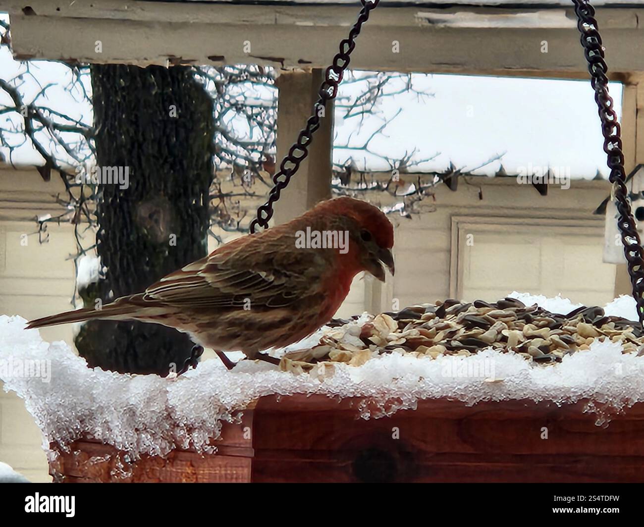 House Finch (Haemorhous mexicanus Stock Photo - Alamy