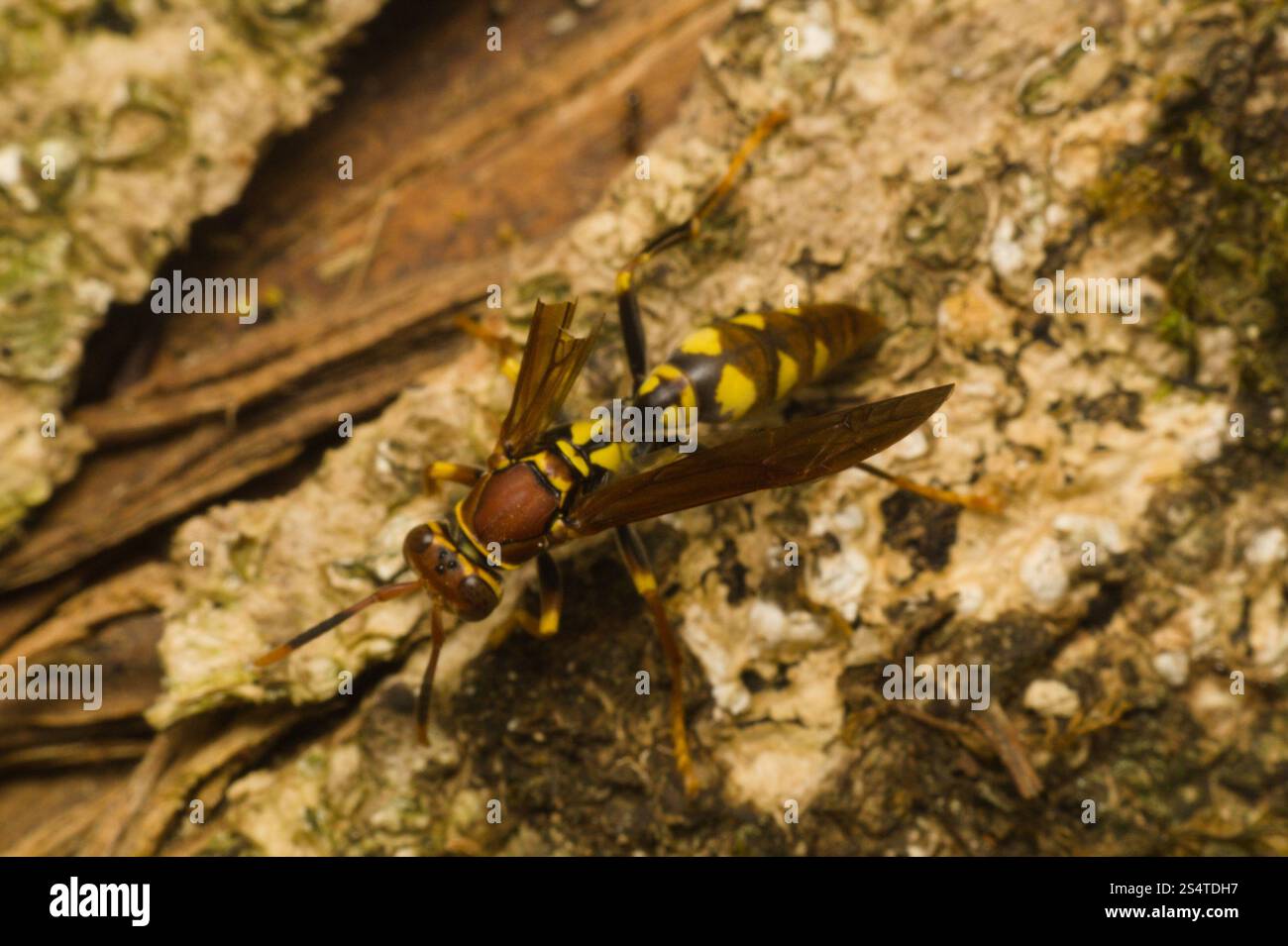 Variegated Paper Wasp (Polistes versicolor Stock Photo - Alamy