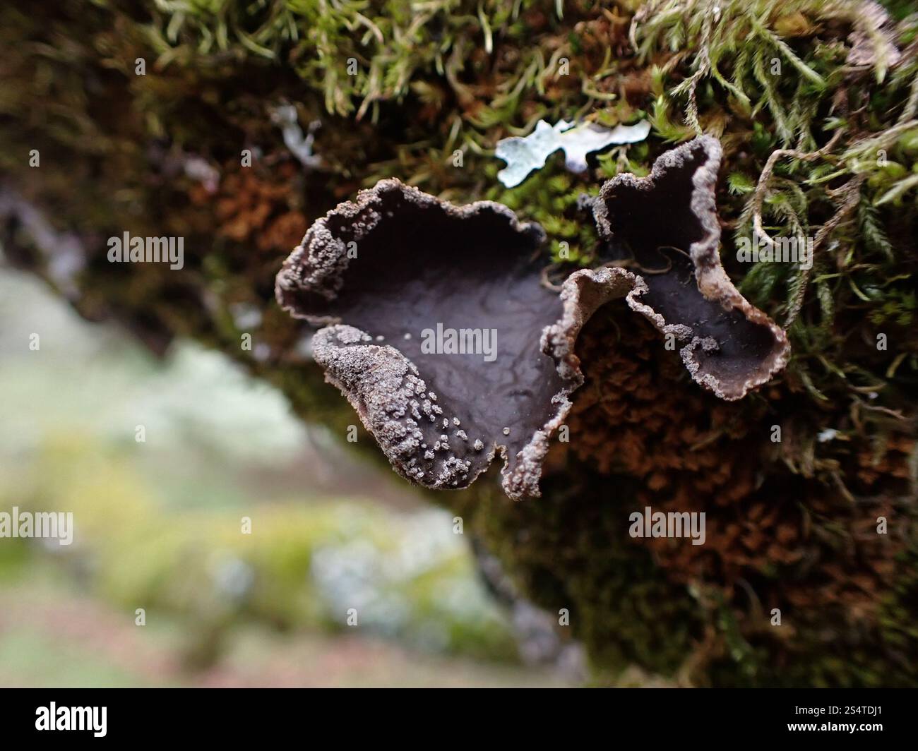 Powdered Moon Lichen (Sticta limbata Stock Photo - Alamy