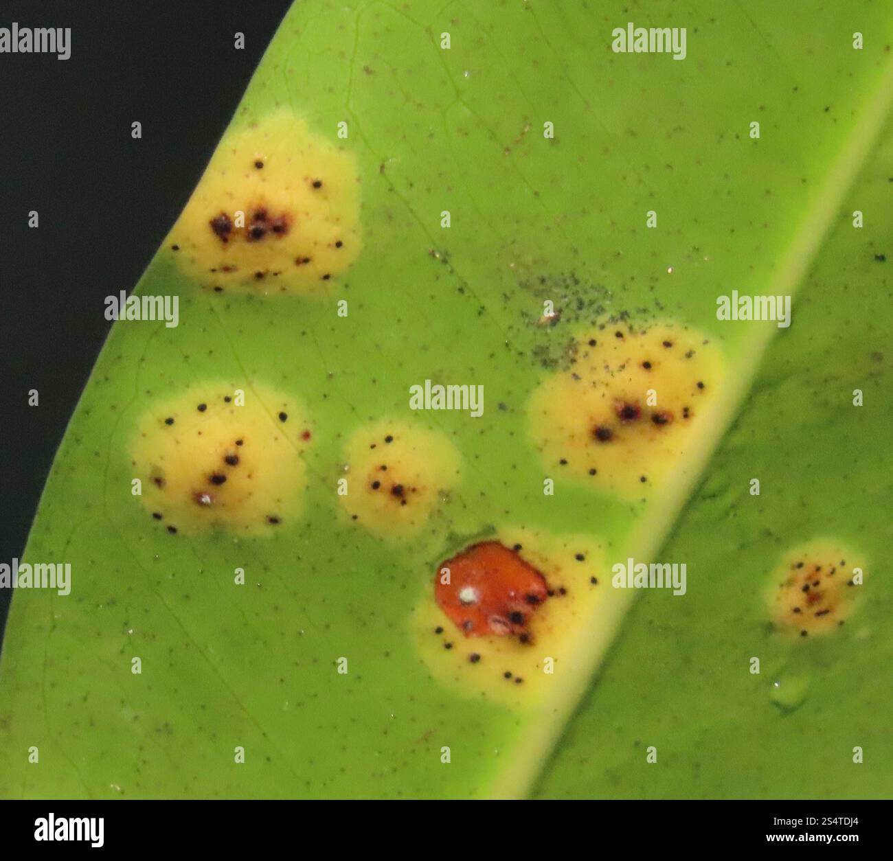 Sea Grape Gall Midge (Ctenodactylomyia watsoni Stock Photo - Alamy