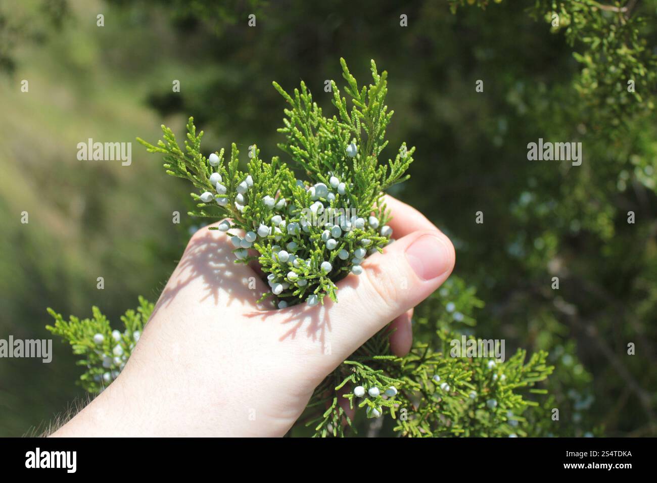 Southern Redcedar (Juniperus virginiana silicicola Stock Photo - Alamy