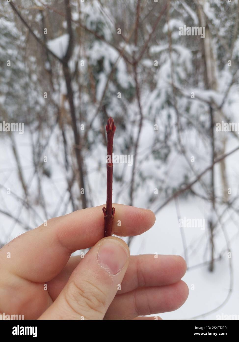 red maple (Acer rubrum Stock Photo - Alamy