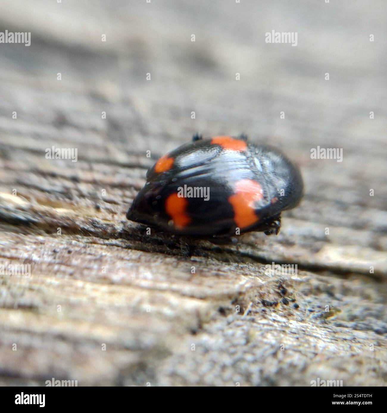 Orange-spotted Scaphidium (Scaphidium quadrimaculatum Stock Photo - Alamy