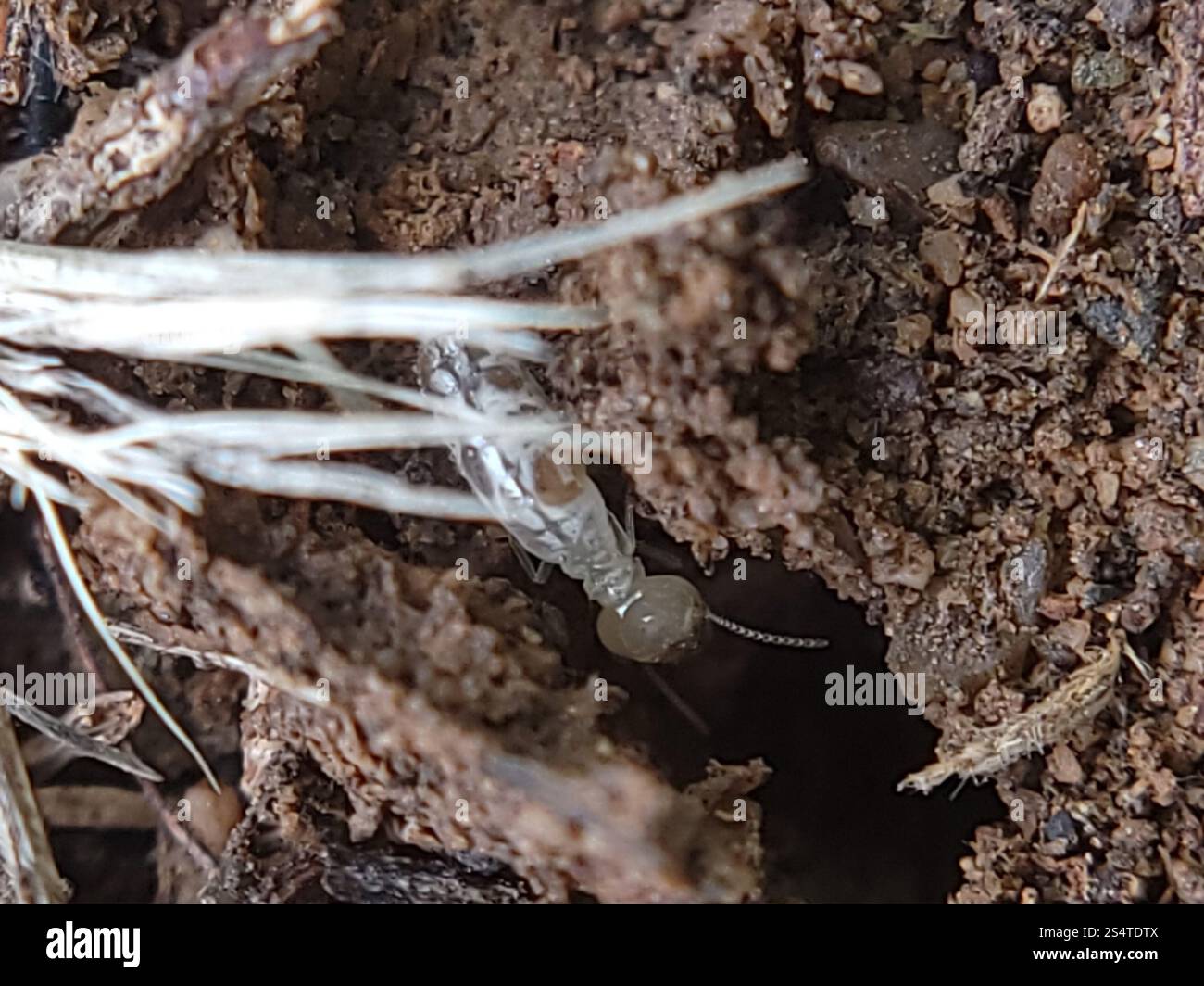 Long-jawed Desert Termites (Gnathamitermes Stock Photo - Alamy