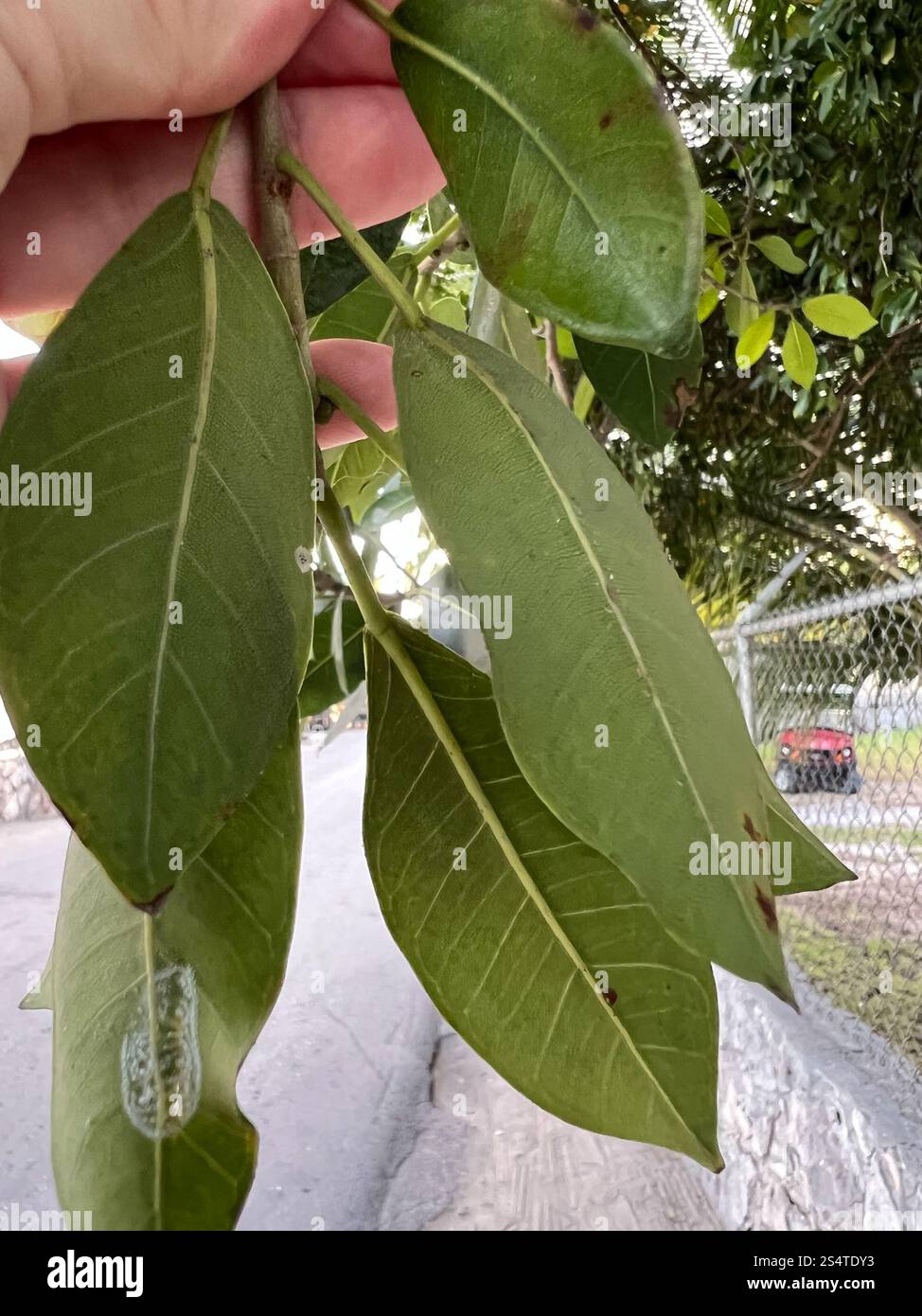 Florida Strangler Fig (Ficus aurea Stock Photo - Alamy
