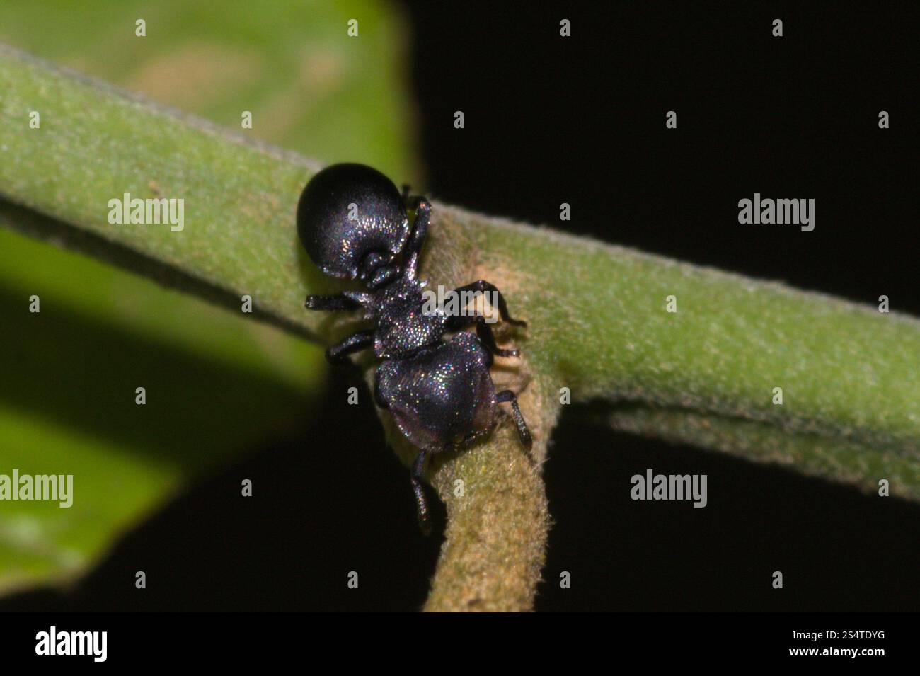 Pusillus-group Turtle Ants (Cephalotes pusillus Stock Photo - Alamy