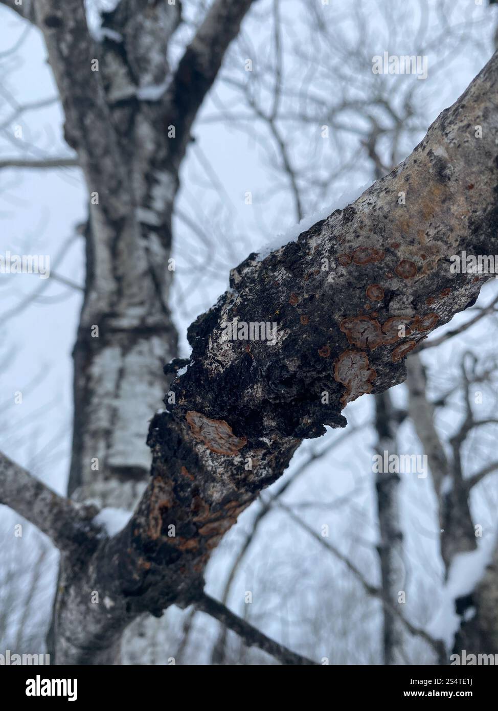 Corky bark disease (Diplodia tumefaciens Stock Photo - Alamy