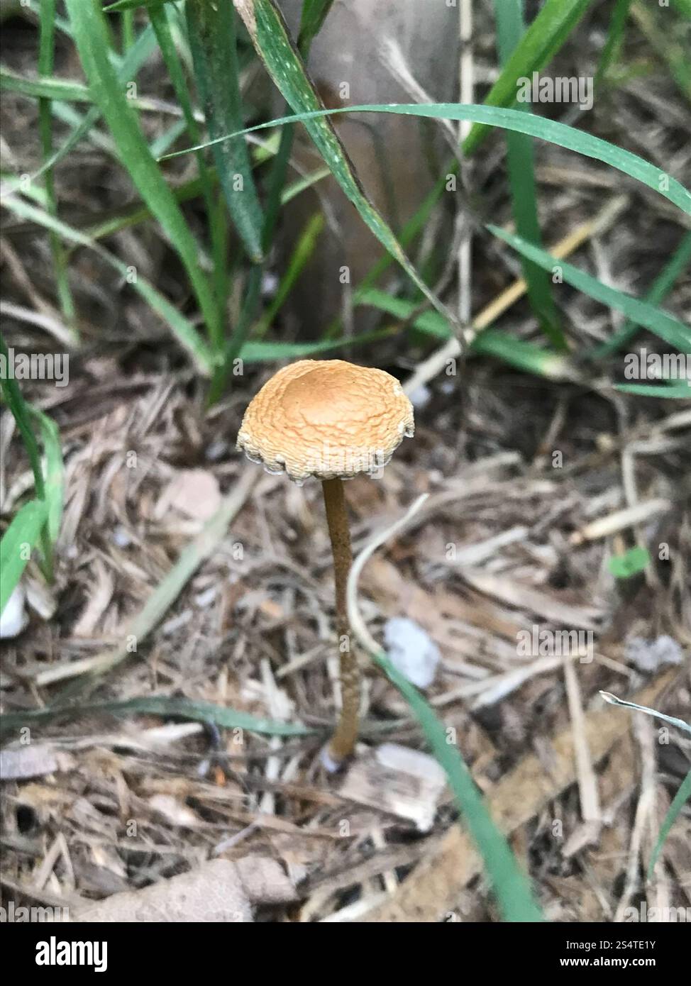 Common Fieldcap (Agrocybe pediades Stock Photo - Alamy