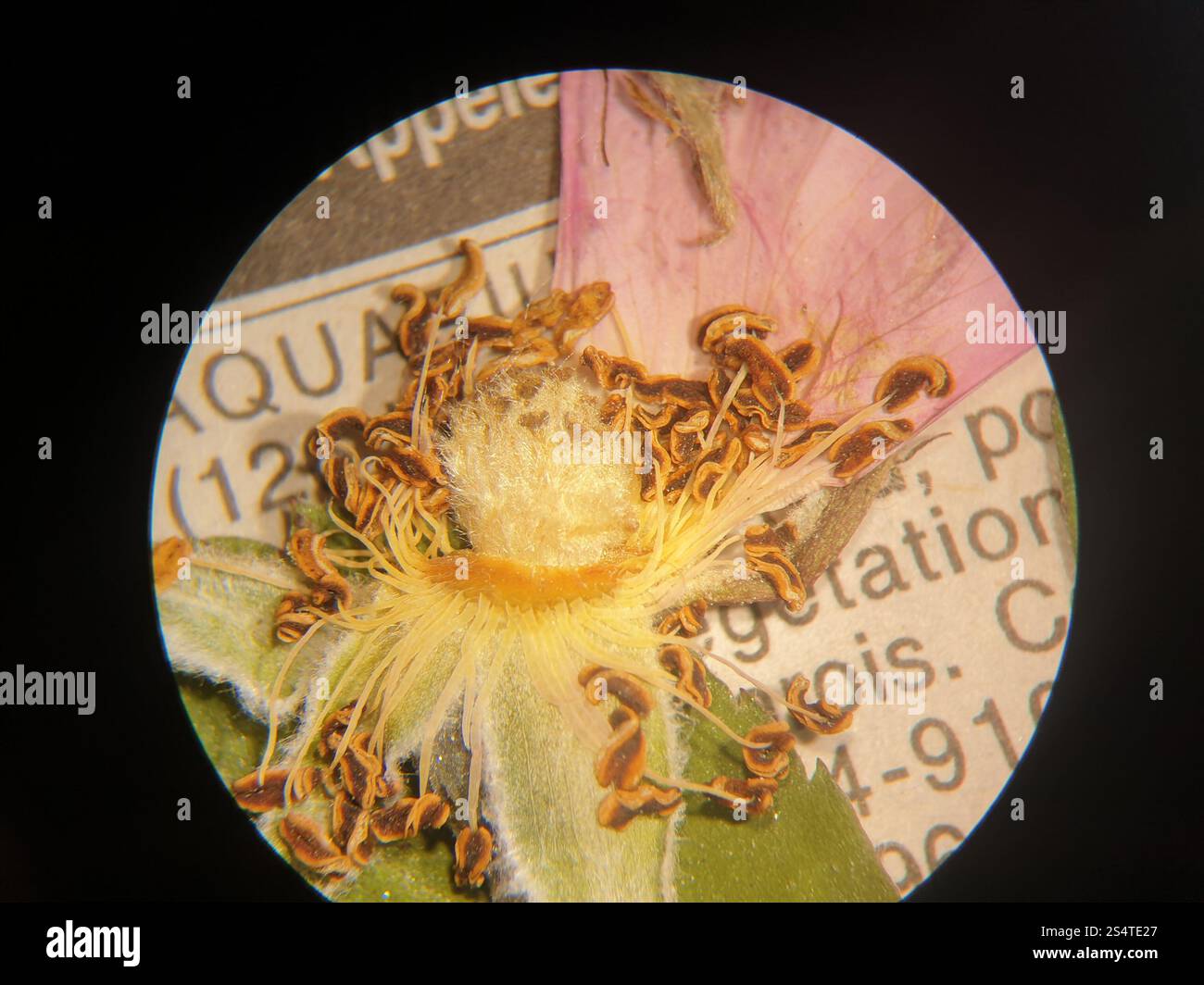 smooth rose (Rosa blanda Stock Photo - Alamy