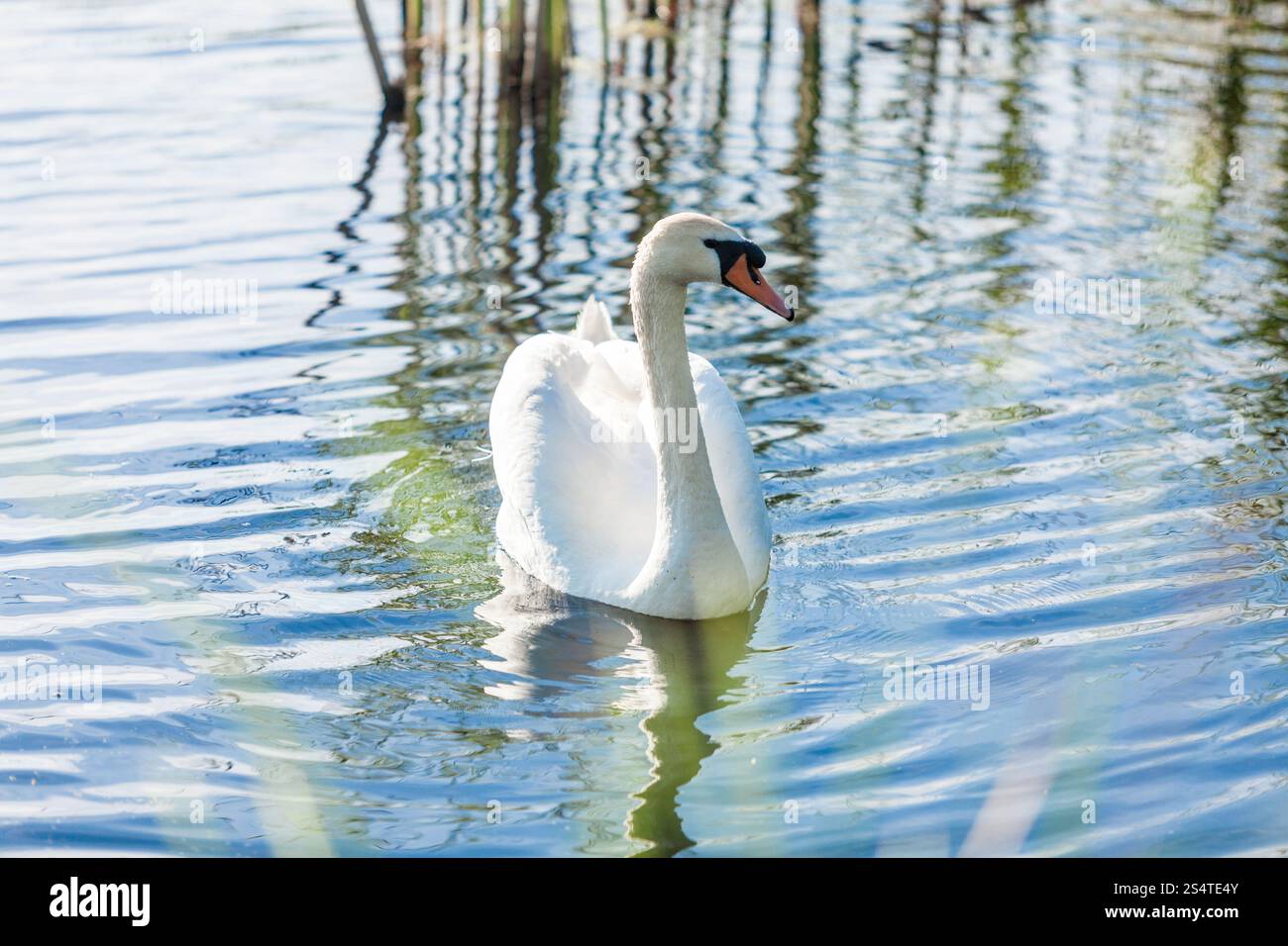 Beautiful lonely swan swimming on lake at sunny day Stock Photo - Alamy