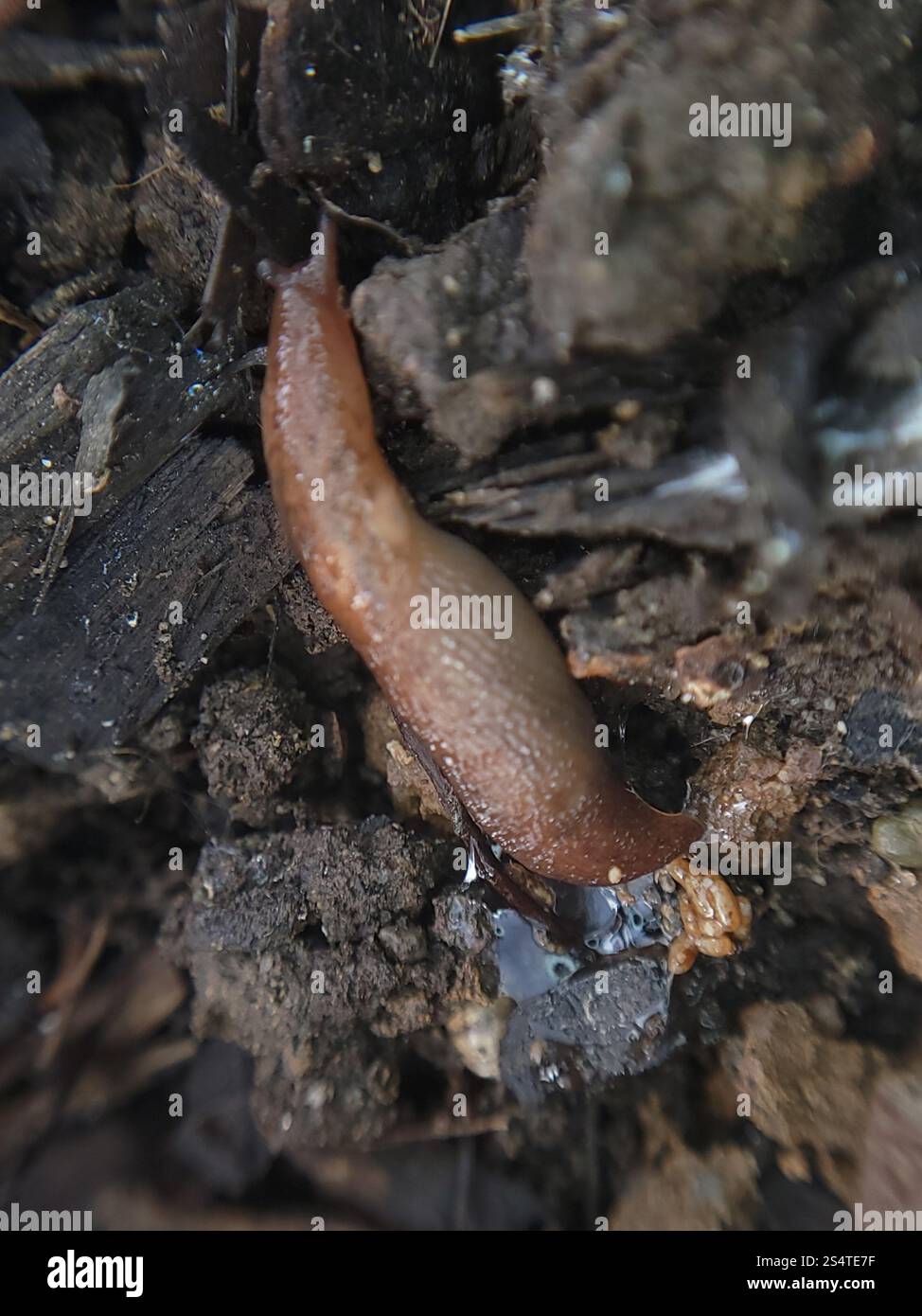 Threeband Slugs (Ambigolimax Stock Photo - Alamy