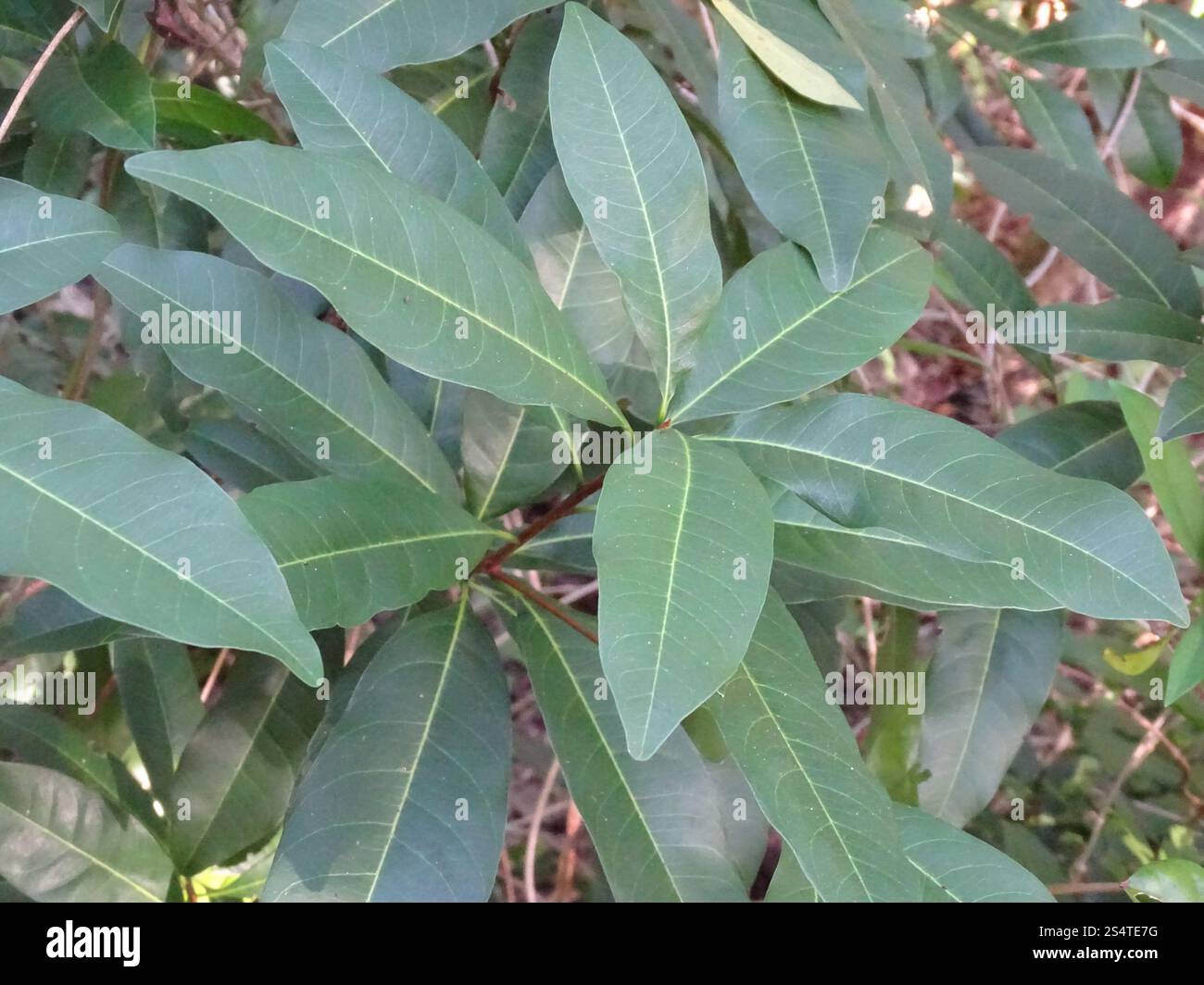 False Mastic (Sideroxylon foetidissimum Stock Photo - Alamy