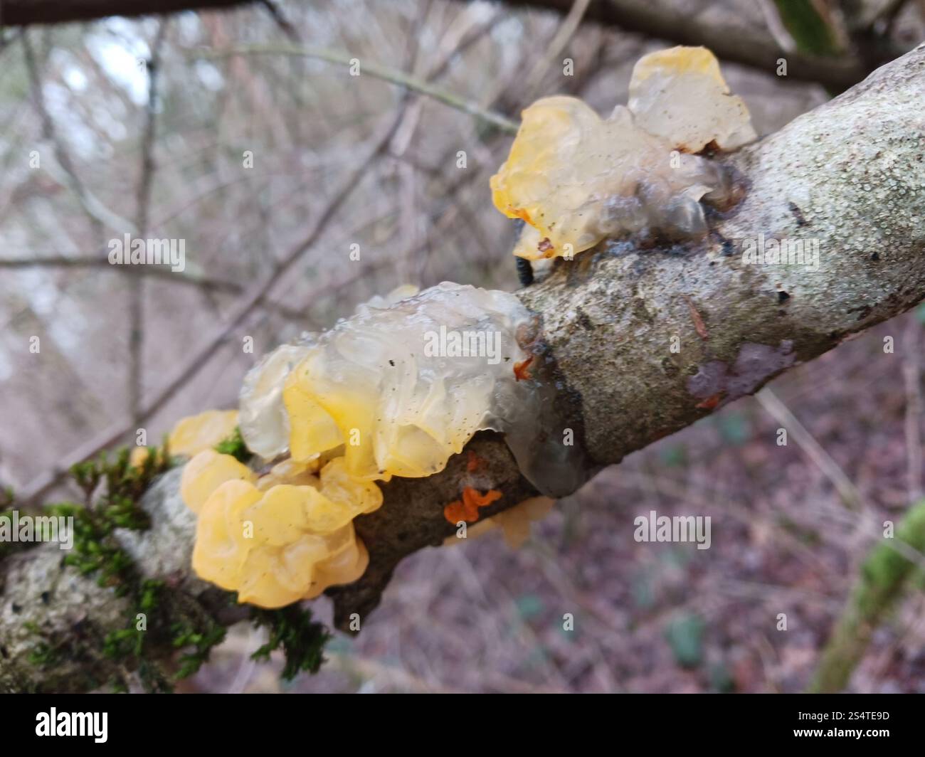 witch's butter (Tremella mesenterica Stock Photo - Alamy