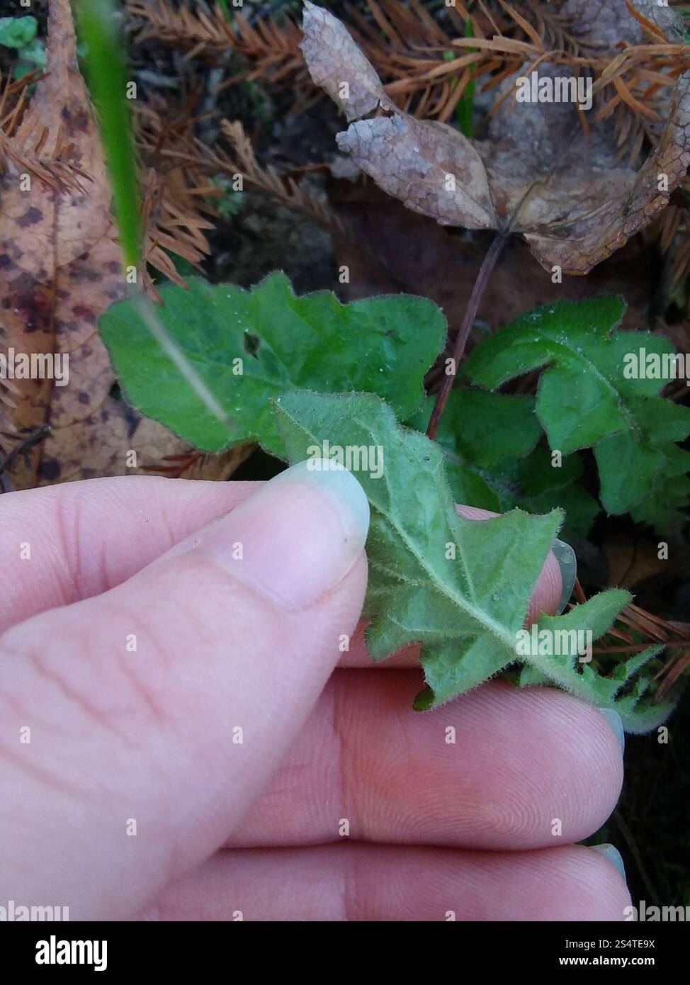 Oriental false hawksbeard (Youngia japonica Stock Photo - Alamy