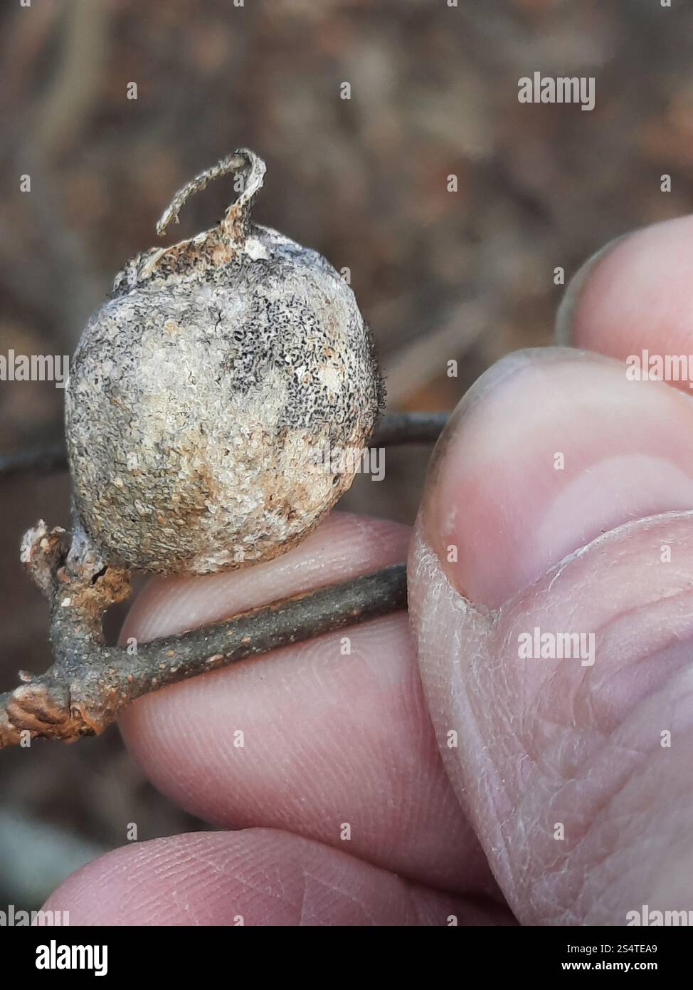 Hackberry Petiole Gall Psyllid (Pachypsylla venusta Stock Photo - Alamy