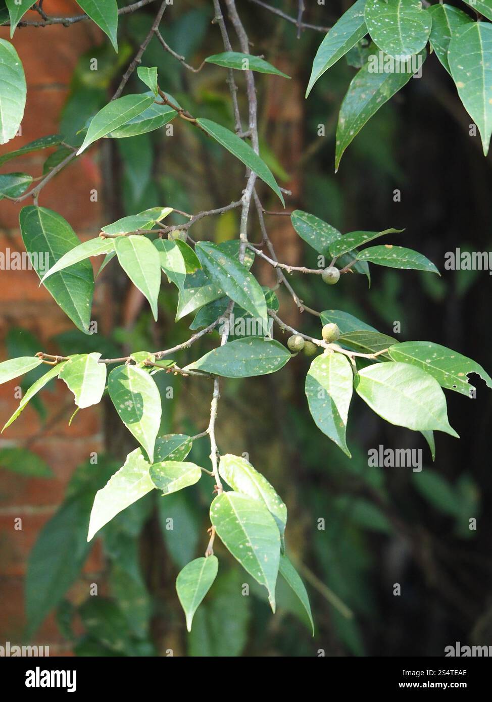 (Ficus sarmentosa nipponica Stock Photo - Alamy