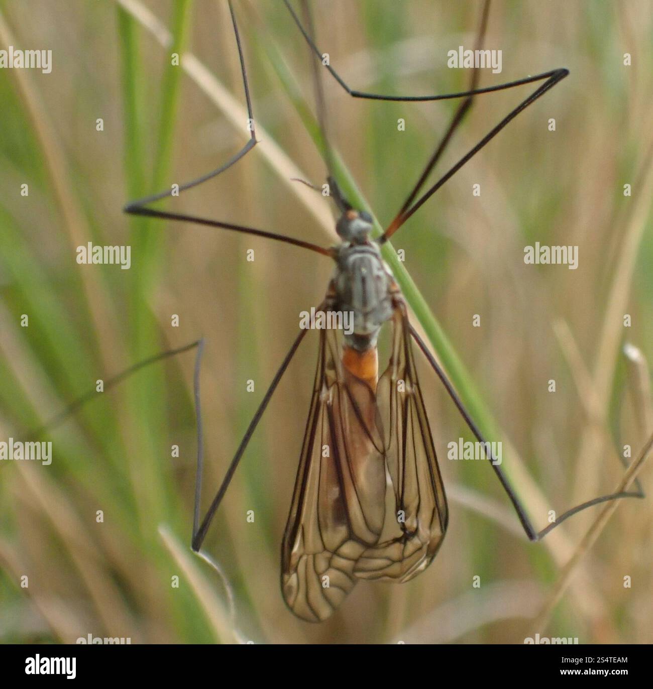 Large Crane Flies (Tipulidae Stock Photo - Alamy