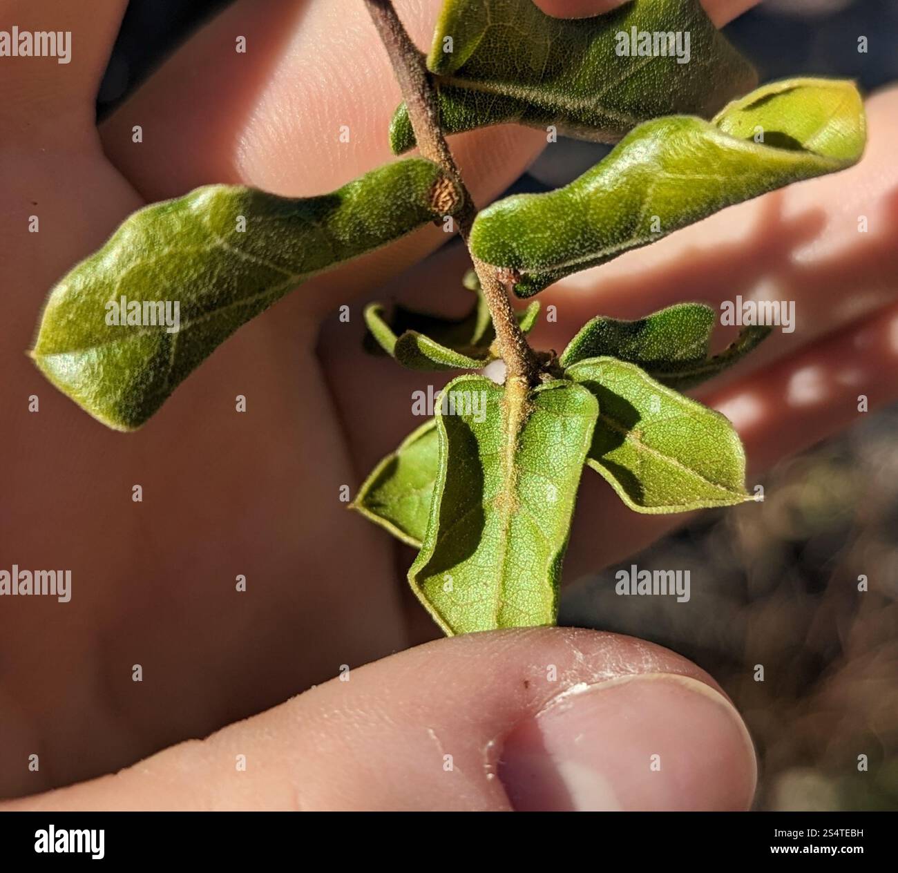 Myrtle Oak (Quercus myrtifolia Stock Photo - Alamy