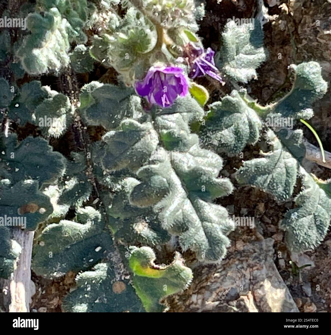 Notch-leaf Scorpionweed (Phacelia crenulata Stock Photo - Alamy
