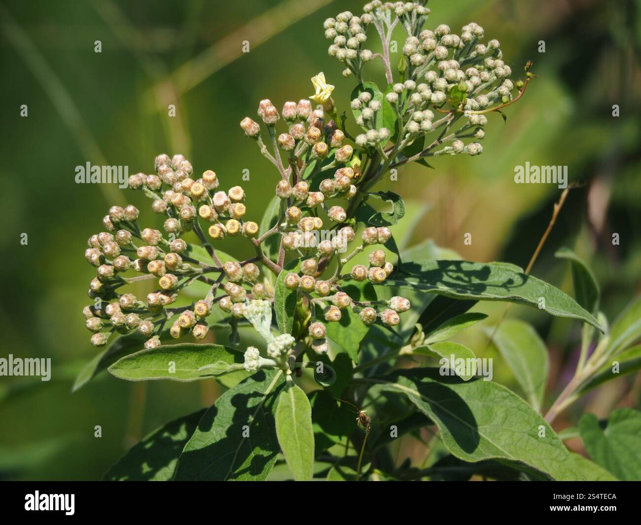 Cure-for-all (Pluchea carolinensis Stock Photo - Alamy