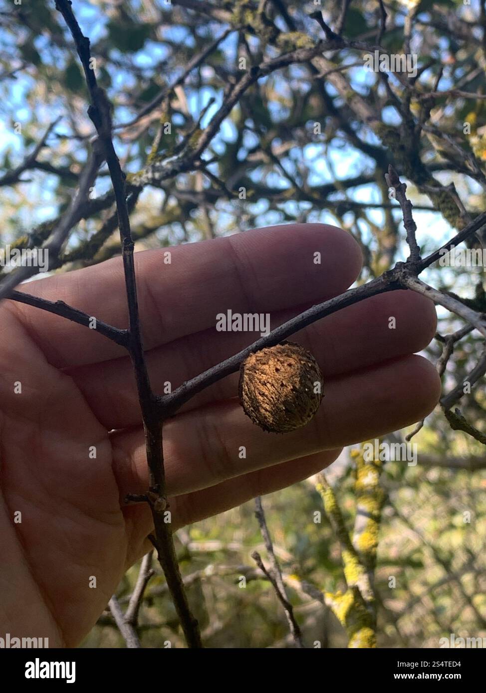Live Oak Apple Gall Wasp (Amphibolips quercuspomiformis Stock Photo - Alamy