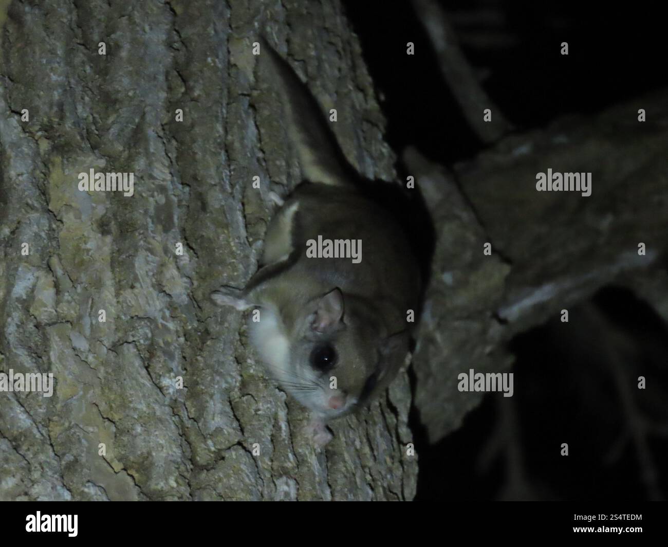 Northern Flying Squirrel (Glaucomys sabrinus Stock Photo - Alamy