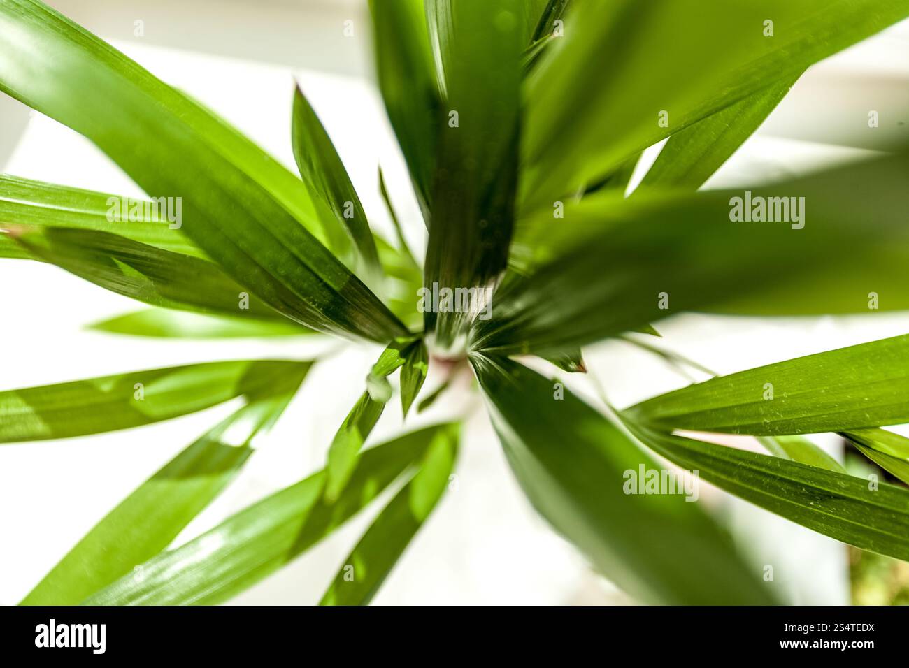 Close up leaves long hi-res stock photography and images - Alamy