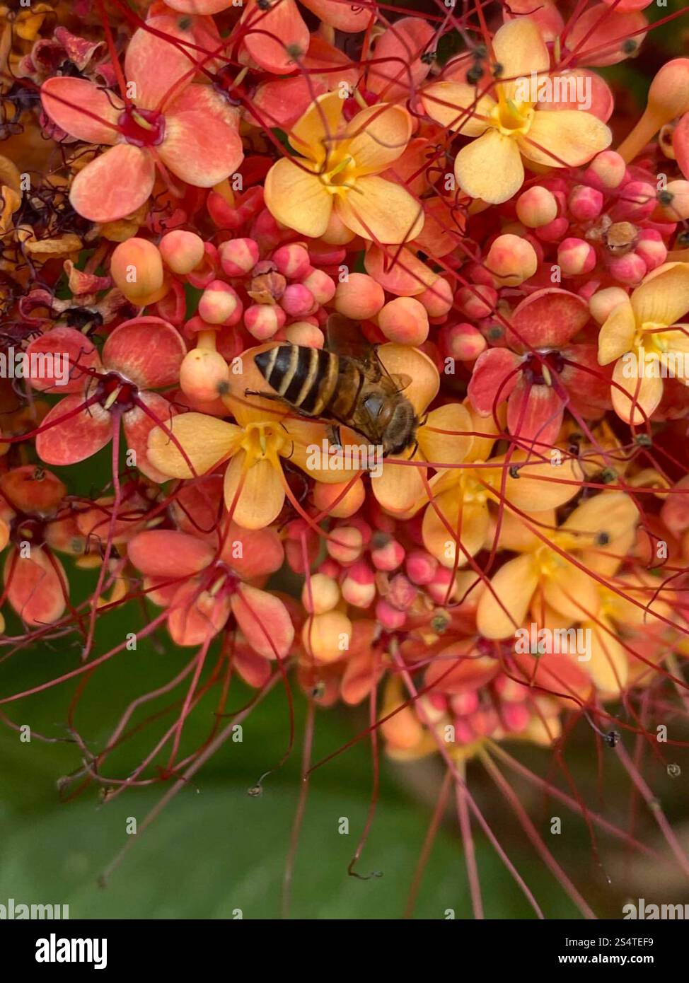 Asian Honey Bee (Apis cerana Stock Photo - Alamy
