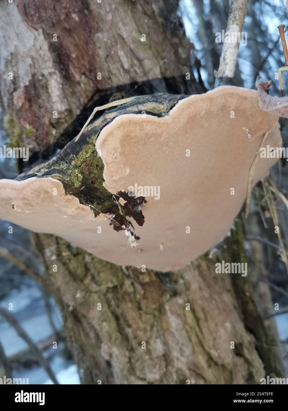 Willow Bracket (Phellinus igniarius Stock Photo - Alamy