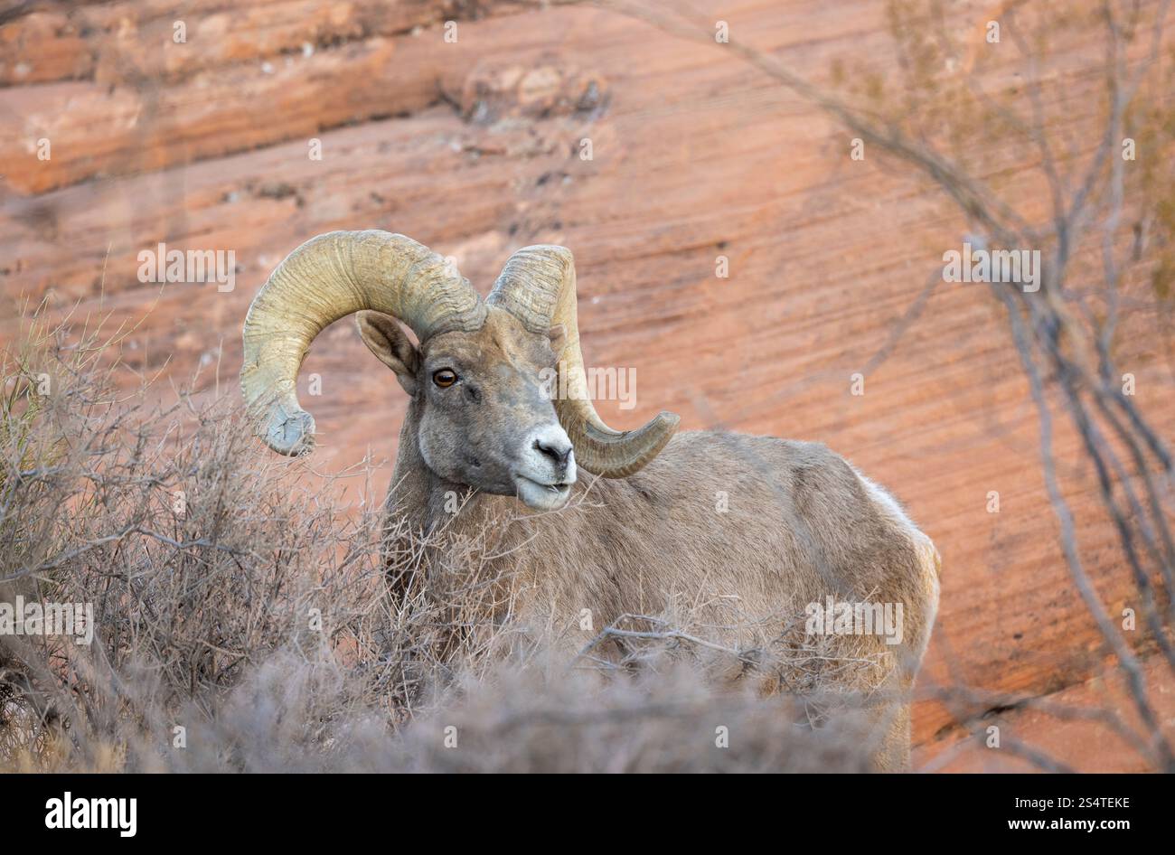 Desert Bighorn Shope Ram in Valley of Fire State Park Nevada in Winter ...