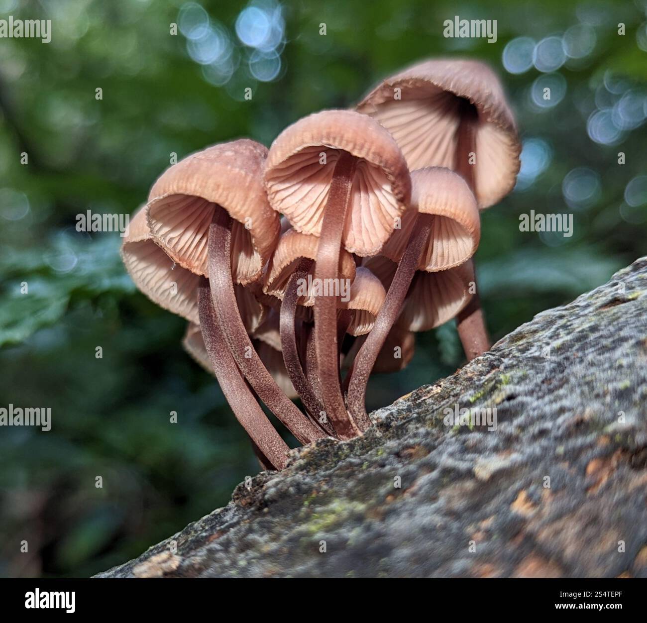 Bleeding Fairy Helmet (Mycena haematopus Stock Photo - Alamy