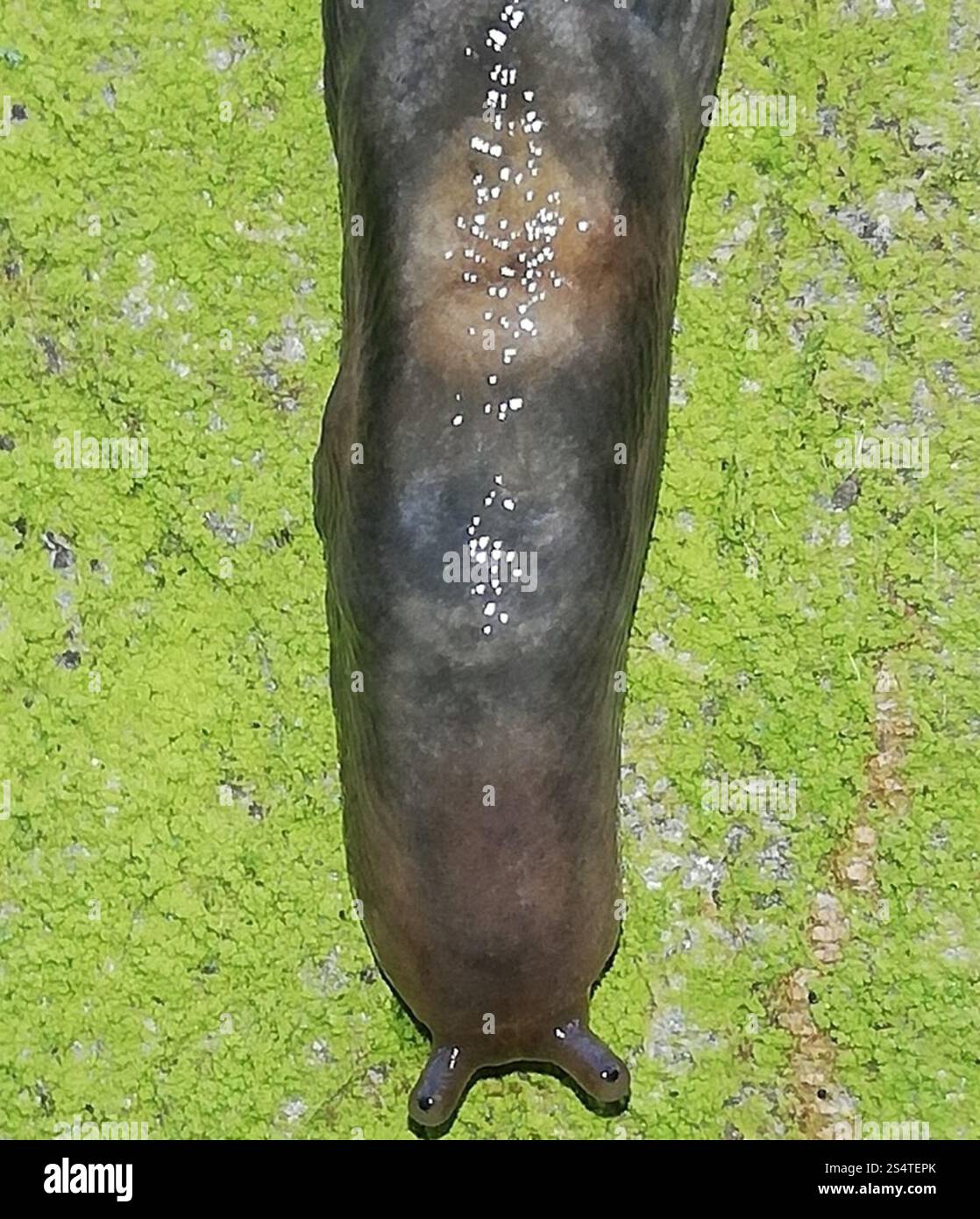 Tree slug (Lehmannia marginata Stock Photo - Alamy