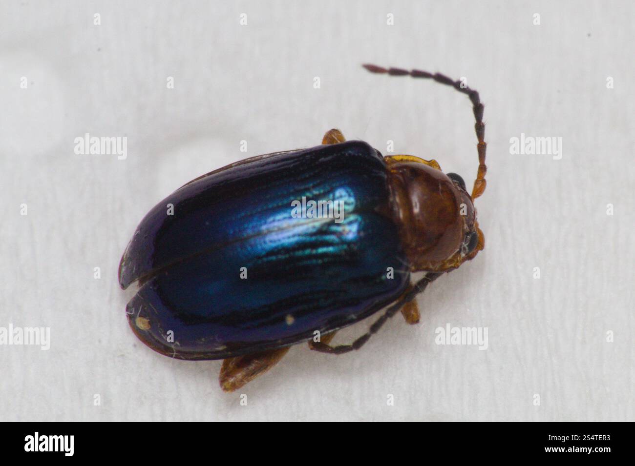 Flea Beetles (Alticini Stock Photo - Alamy