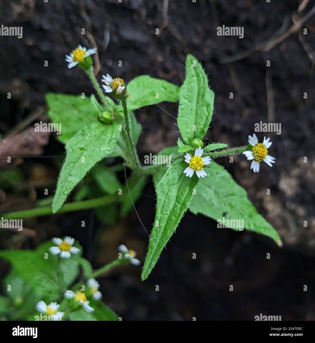 shaggy soldier (Galinsoga quadriradiata Stock Photo - Alamy