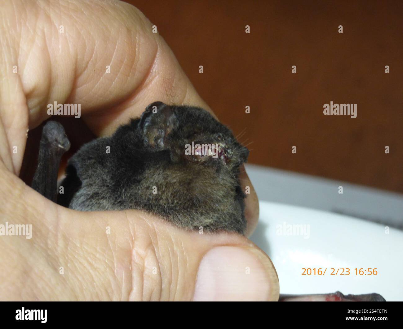 Gould's Wattled Bat (Chalinolobus gouldii Stock Photo - Alamy