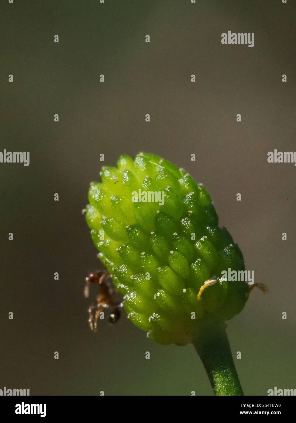 cursed crowfoot (Ranunculus sceleratus Stock Photo - Alamy