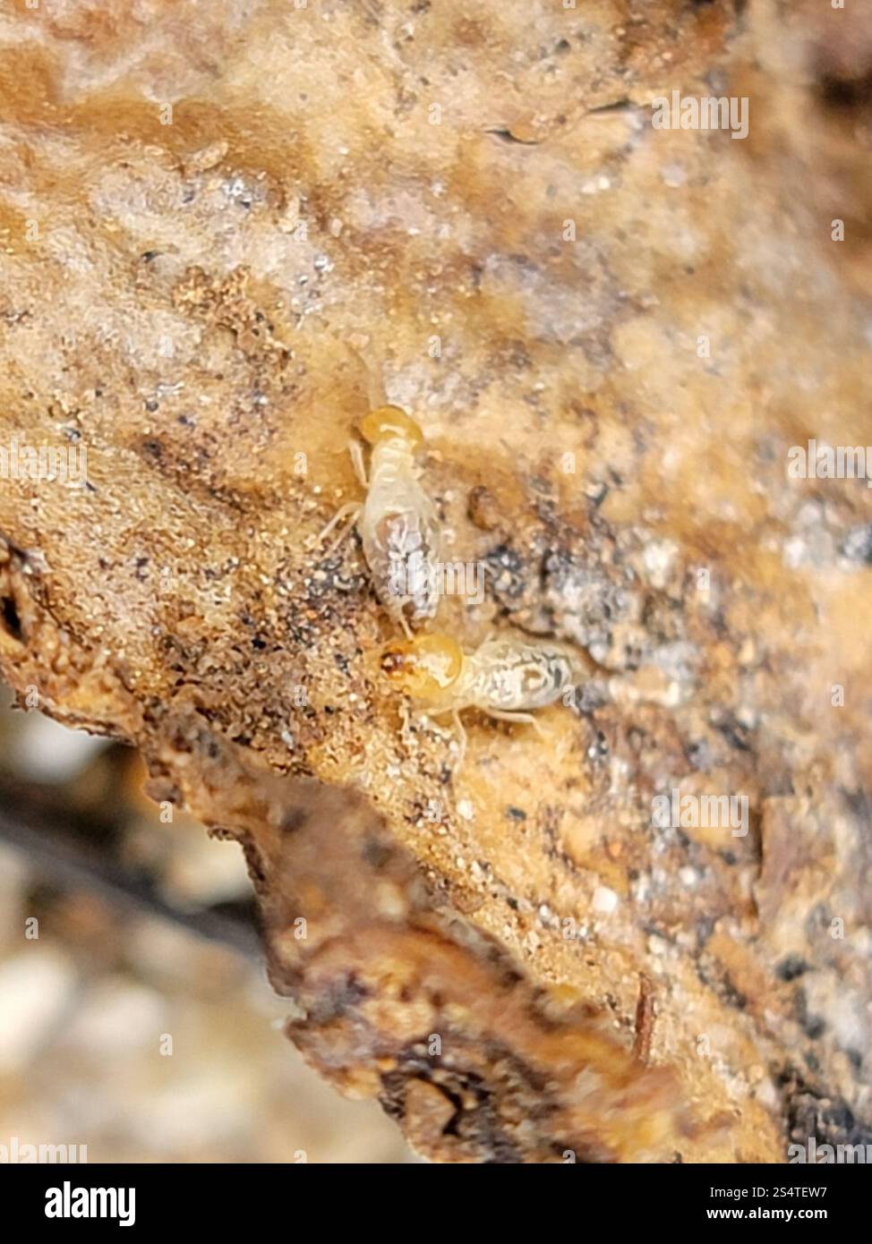 Long-jawed Desert Termites (Gnathamitermes Stock Photo - Alamy