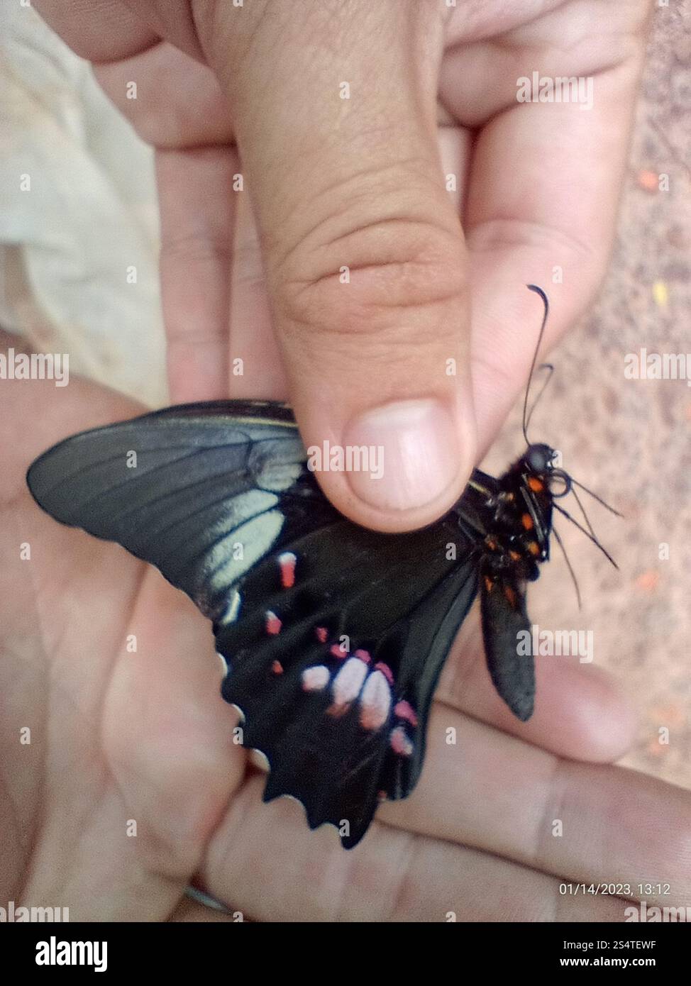 Ruby-spotted Swallowtail (Heraclides anchisiades Stock Photo - Alamy